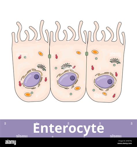 Enterocyte Intestinal Absorptive Cells Are Simple Columnar Epithelial