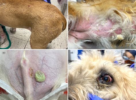 Synopsis Of The Antimicrobial Use Guidelines For Canine Pyoderma By The International Society Synopsis Of The Antimicrobial Use Guidelines For Canine Pyoderma By The International Society