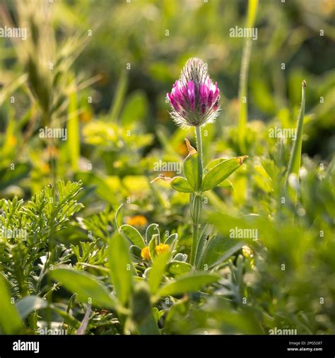 Flora Of Israel Square Frame Trifolium Purpureum Is In Early Spring