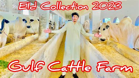 Gulf Cattle Farm Dangerous Bulls Fateh Jang Bulls 2023 Cow Mandi