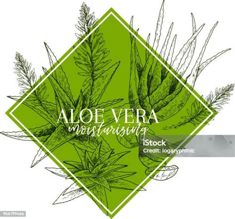 손으로 그린된 알로에 베라 지점과 꽃 새겨진된 벡터 배너입니다 치유 음식 재료 아로마 테라피 요리 대 한 화장품 패키지 디자인 약용 허브 치료 Healt 케어 건강관리와