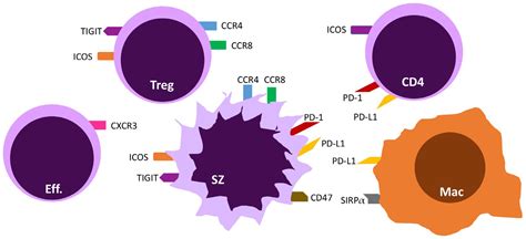 Mycosis Fungoides And Sézary Syndrome Microenvironment And Cancer
