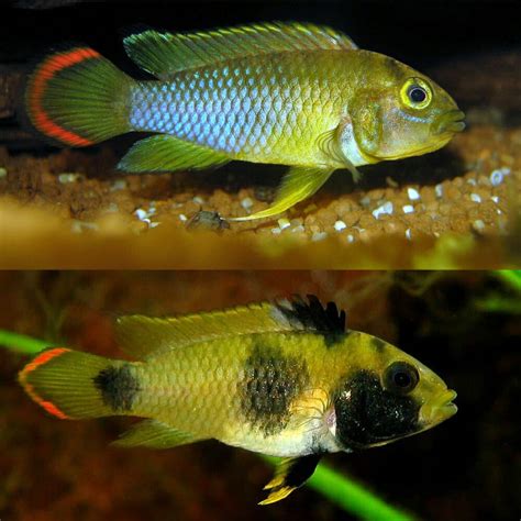 African Cichlid Red Trewavasae Rare Labeotropheus Trewavasae
