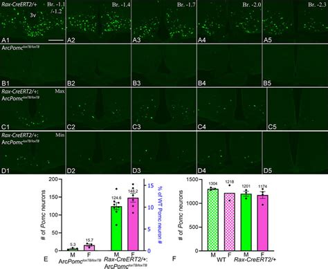 Distribution And Quantification Of Hypothalamic Pomc Neurons Generated