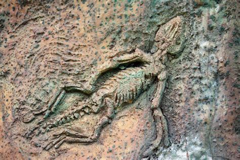 Fossil Stock Image Image Of Archeology Detail Geology 49357491