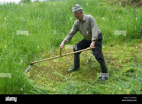 Austrian Farmer Using A Traditional Wooden Scythe To Cut A Meadow Field