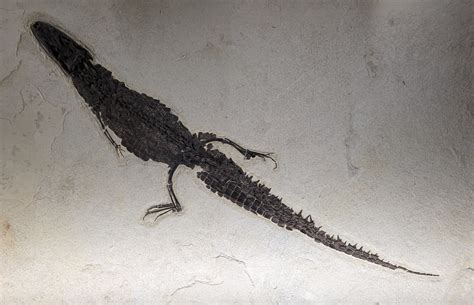 Lizard Fossils