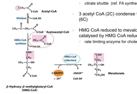Lecture 19 Metabolism Of Specialized Lipids Cholesterol And