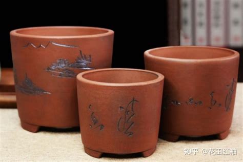 新手养君子兰总烂根，避开4个“误区”，告别烂根的烦恼 知乎