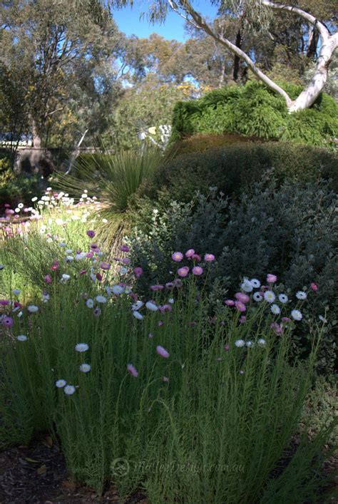 Mallee Design Native Australian Garden Design Servicing North Shore