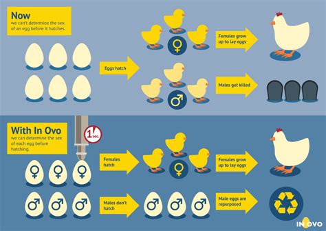Millions Invested In Leiden Method Of Determining Sex Of Chicks Before