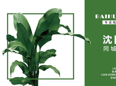绿植花卉banner简约版 琳兮 站酷ZCOOL