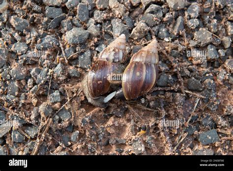 Giant African Snail Achatina Fulica Mating Intersexual Species Both