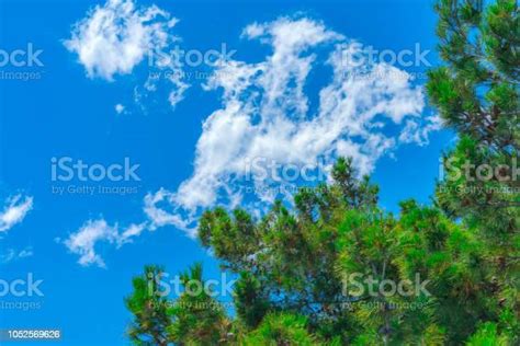 구름과 푸른 하늘에 대 한 파인의 지점 0명에 대한 스톡 사진 및 기타 이미지 0명 경관 계절 Istock