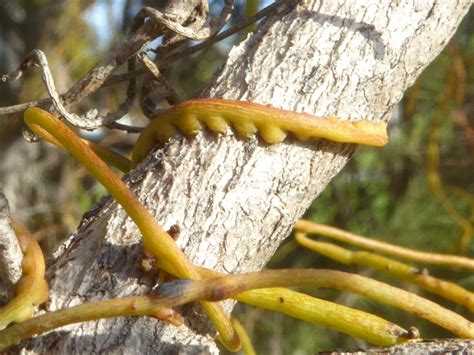 Cassytha Racemosa Friends Of Queens Park Bushland