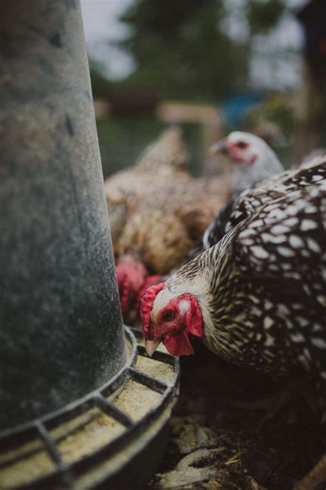 Why Do Chickens Stop Laying Eggs Abundant Permaculture