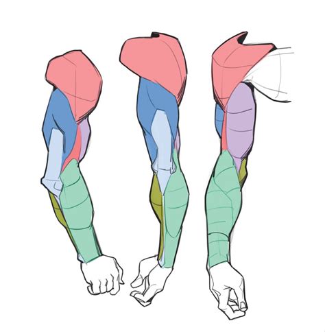 Pin By Barty Wachacz On 🫀 Anatomy Human Anatomy Drawing Anatomy