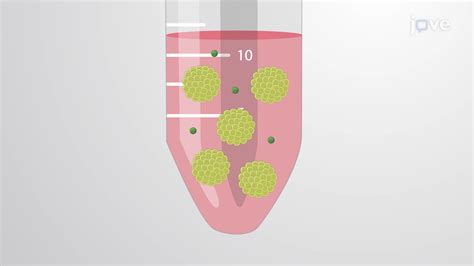 Video Differentiation And Characterization Of Neural Progenitors And Neurons From Mouse