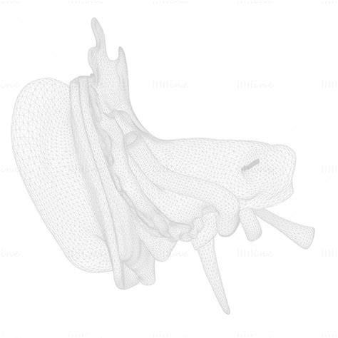 Ear Anatomy Structure Open 3d Model