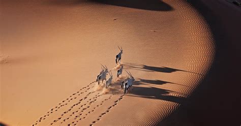 Our Team Emirates Nature Wwf