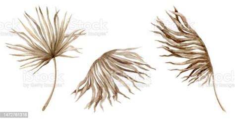 식물 수채화 그림입니다 갈색 말린 야자수 잎 열대 식물 표본 상자 요소 흰색 배경에 격리된 소박한 꽃 클립 아트 세트 0명에 대한 스톡 벡터 아트 및 기타 이미지 Istock
