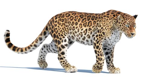 Animated Sri Lankan Leopard 3d Model With Fur Promax3d