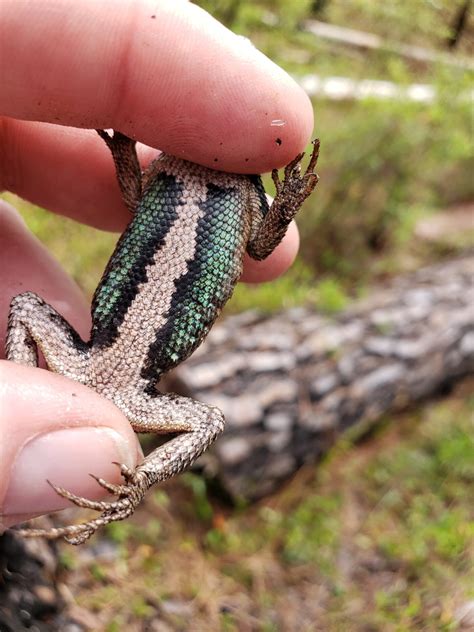 Eastern Fence Lizard Sceloporus Undulatus
