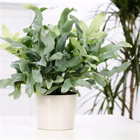 Paproć Blue Star • Niska Cena ️ Roslinydomowepl