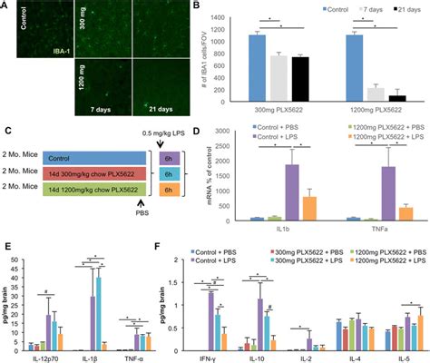 Csf1r Inhibition Eliminates Microglia From The Adult Brain