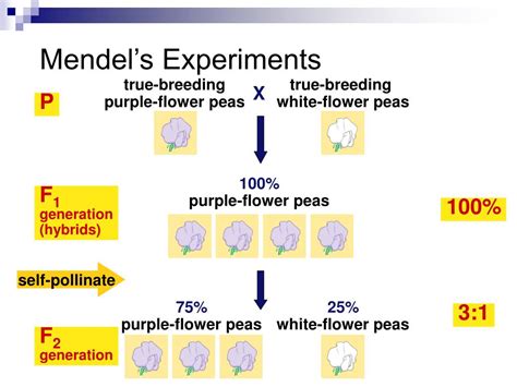 Ppt Mendel Genes And Inheritance Powerpoint Presentation Free