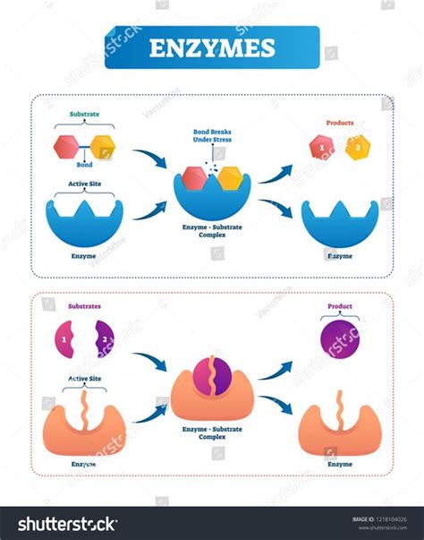 Substrate And Enzyme Diagram