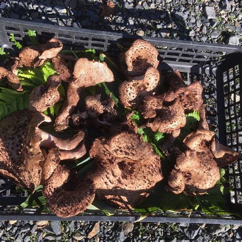 Yahoo オークション 強い芳香 コウタケ700g 香茸 岩手県産 きのこ 山