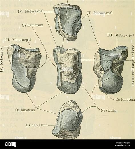 Archive Image From Page 255 Of Cunninghams Text Book Of Anatomy 1914 Cunninghams Text Book