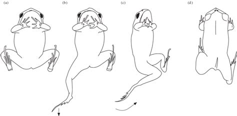 A Typical Righting Response From The Horizontal Position Showing The Download Scientific