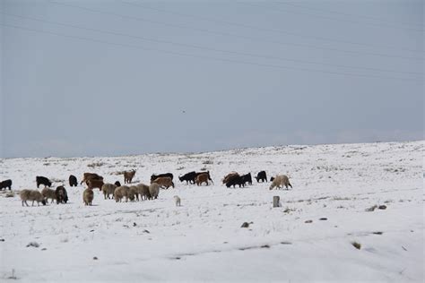 Дархан Уул аймагт 704 1 мянган толгой мал өвөлжинө