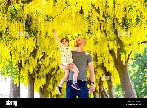 Dave Hackett And His Daughter Daisy Five Explore The Laburnum Arch In The Grounds Of Preston
