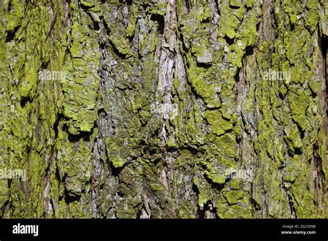 Structured Bark Of A Tree In The Forest Background With Text Space
