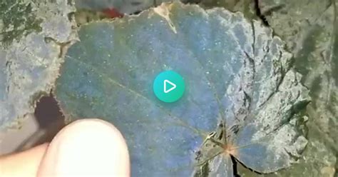 Lustrous Begonias Album On Imgur