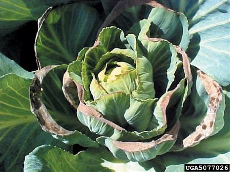 Boron Deficiency In Plants