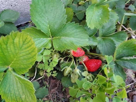 Eper Tavaszi Ingyenes Fotó A Pixabay En Pixabay