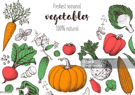 야채 손으로 그린 그림 위쪽 보기 프레임입니다 빈티지 손으로 그린 스케치 유기농 식품 포스터 좋은 영양 건강한 음식 벡터 일러스트레이션 당근 사탕무 아티 초크 옥수수 후추