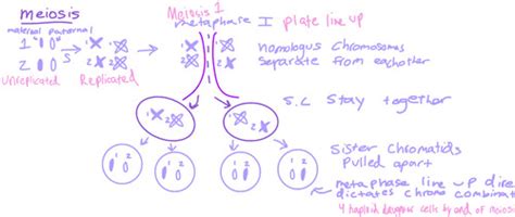 Bio Test Flashcards Quizlet