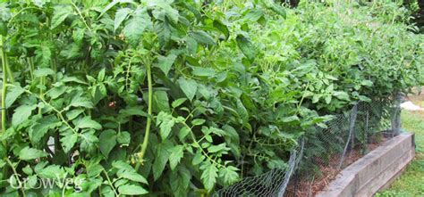 Allelopathy Can Plants Communicate