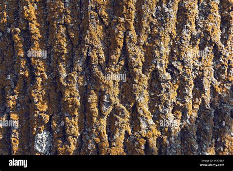 Tree Bark Texture Pattern Stock Photo Alamy