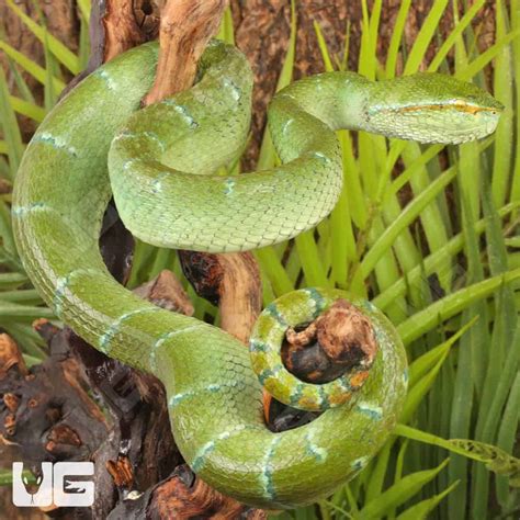 Green Tree Viper Size