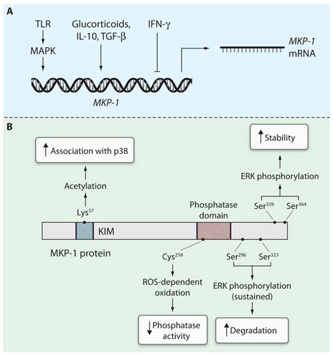 Multiple Layers Of Regulation Of Mkp 1 A At The Transcriptional