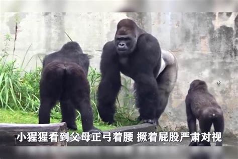 都说老虎屁股摸不得！作死老外偏不信，结局让人意外都说老外结局