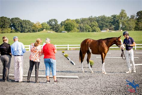 United United States Eventing Association Inc Usea