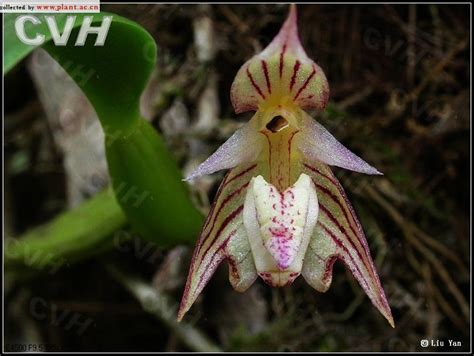 芳香石豆兰bulbophyllum Ambrosia Hance Schltr植物图片库植物通