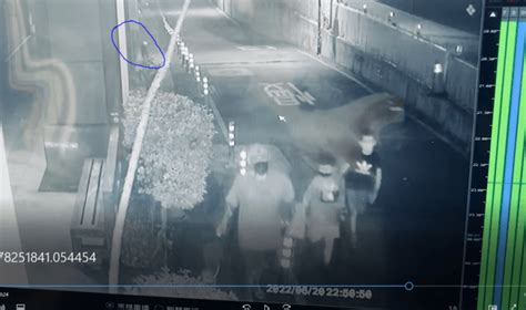 比特犬去年咬傷其他犬隻被罰 今年仍未依規定戴嘴套 動保處祭重罰 新頭條 Thehubnews